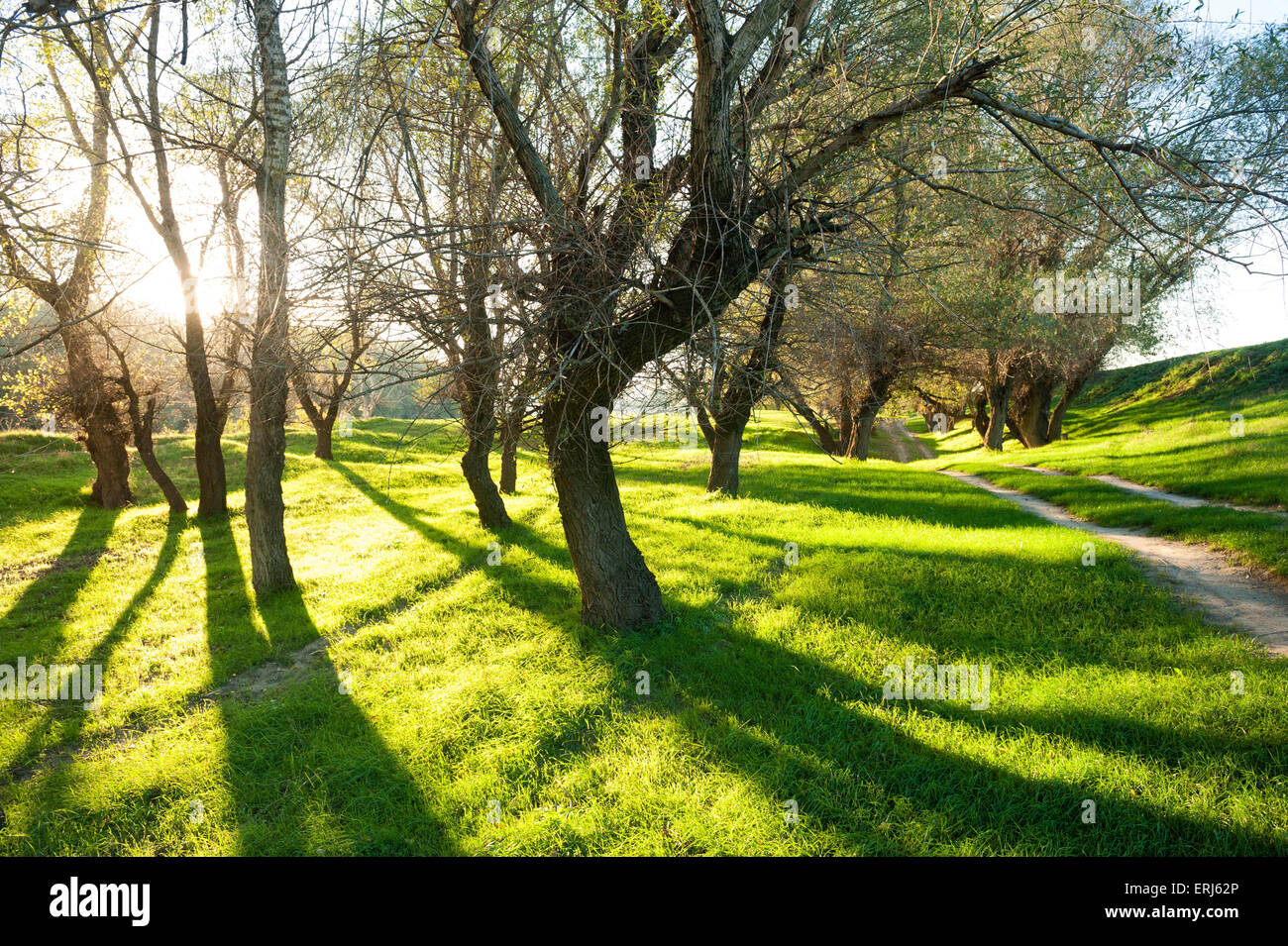 Sunny green forest with shadow Stock Photo - Alamy