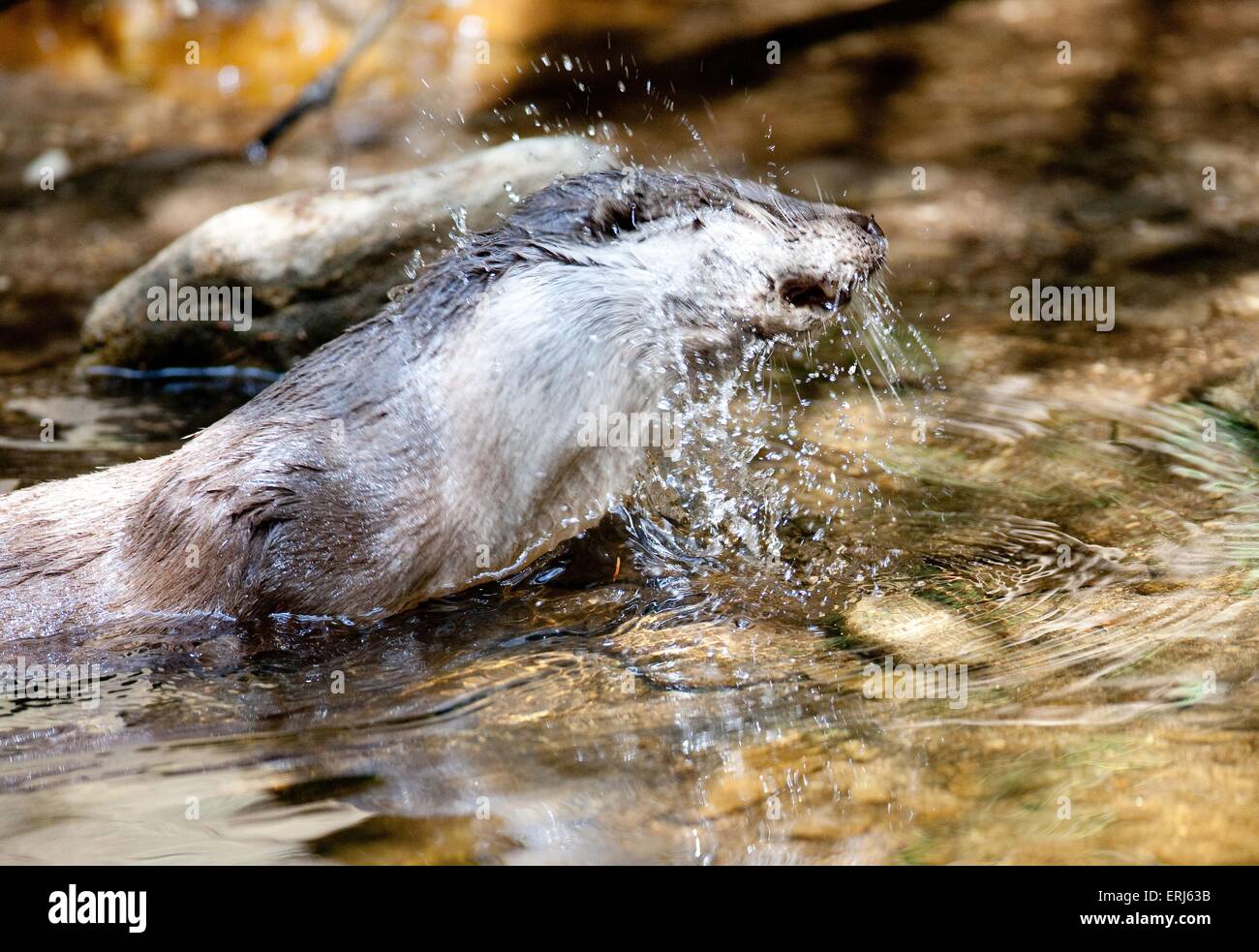 Otter water splashing hi-res stock photography and images - Alamy