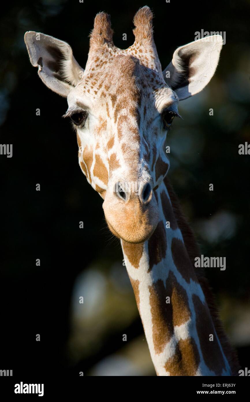 Giraffe heads hi-res stock photography and images - Alamy