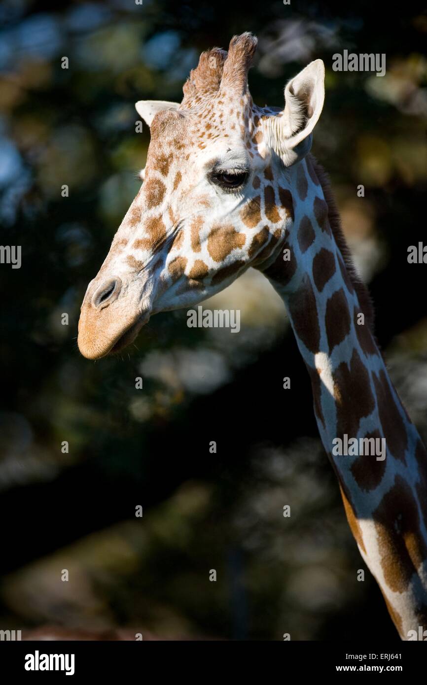 Side view of a giraffe hi-res stock photography and images - Alamy