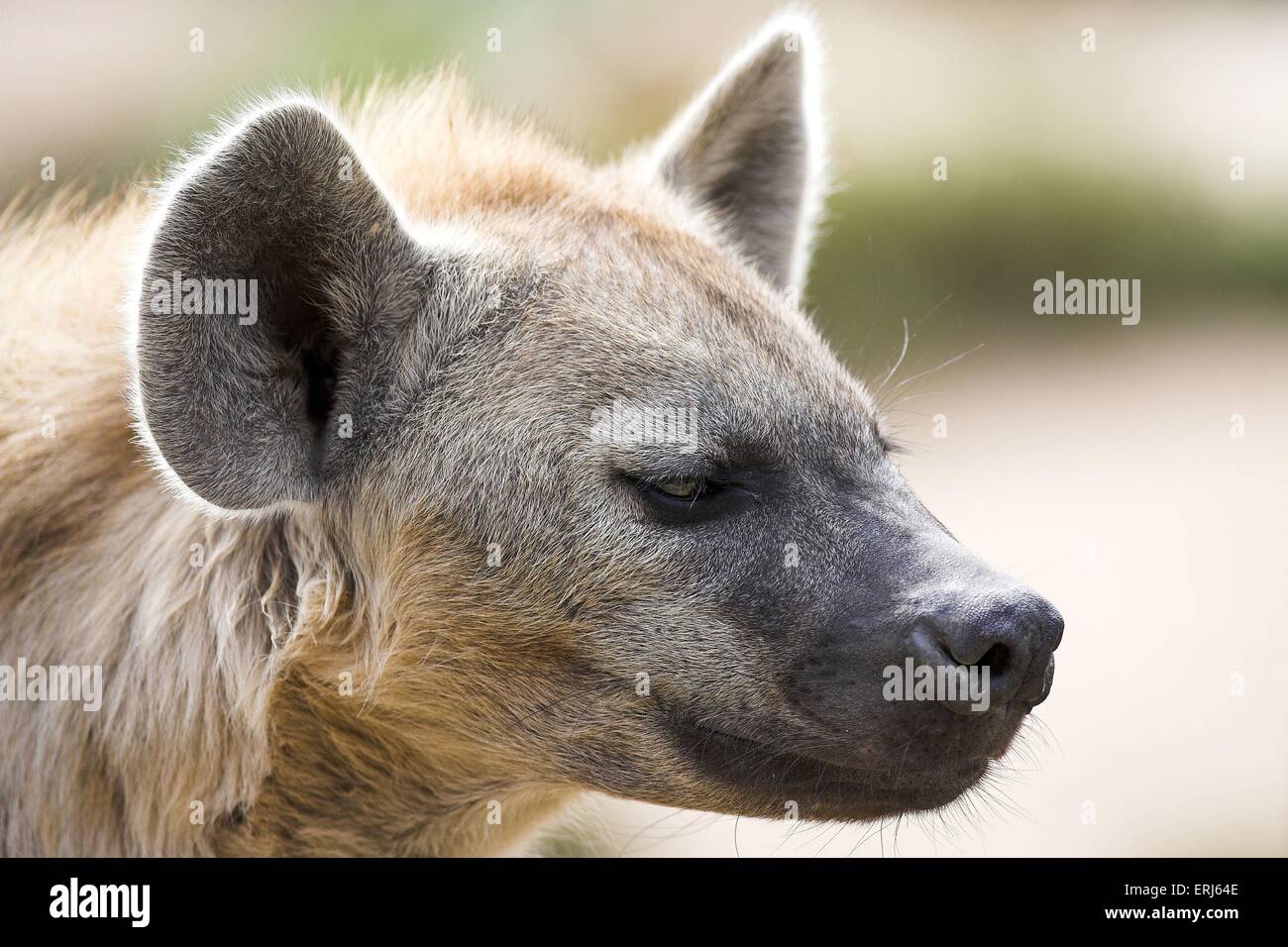Hyena profile hi-res stock photography and images - Alamy