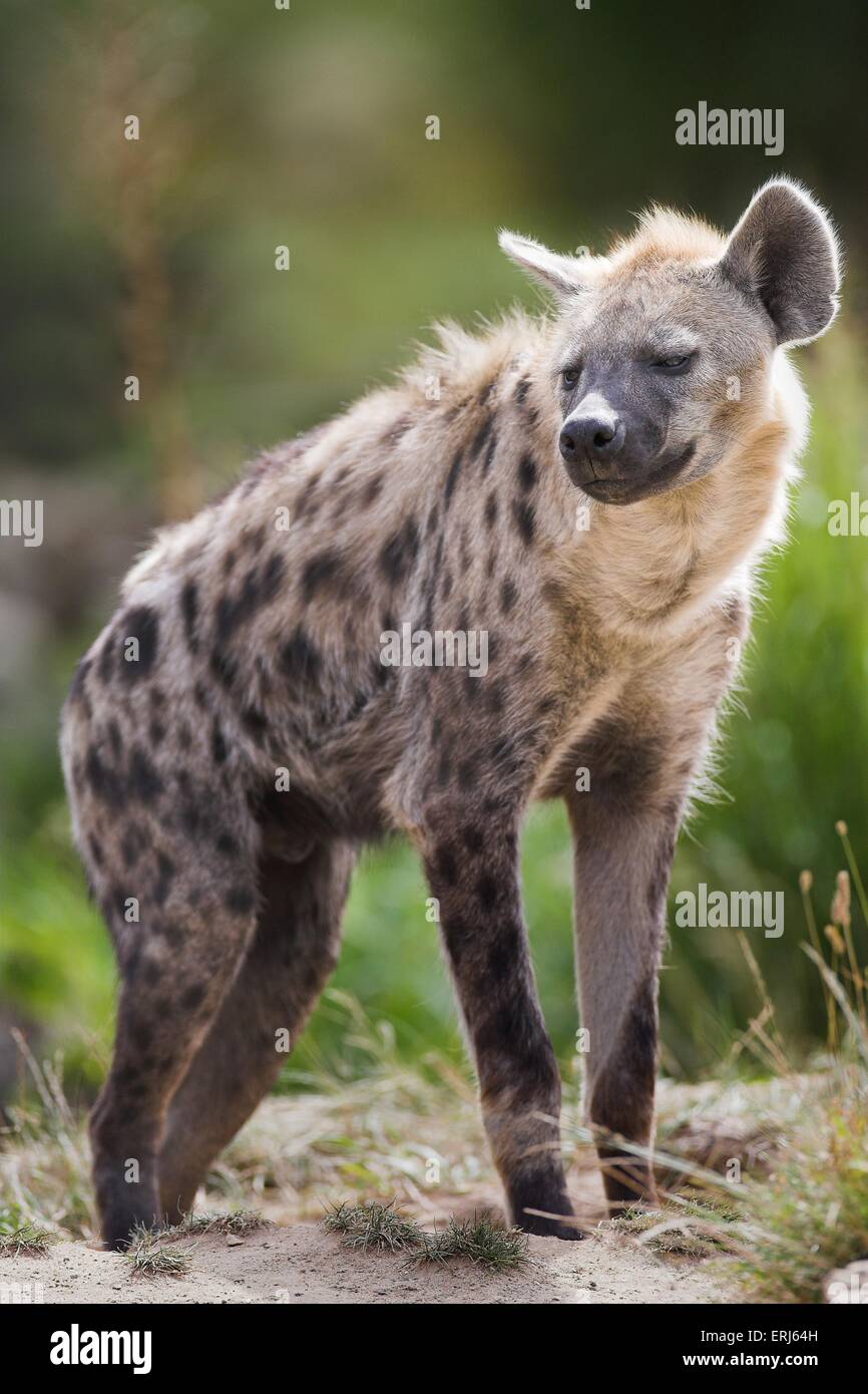 Hyena hi-res stock photography and images - Alamy