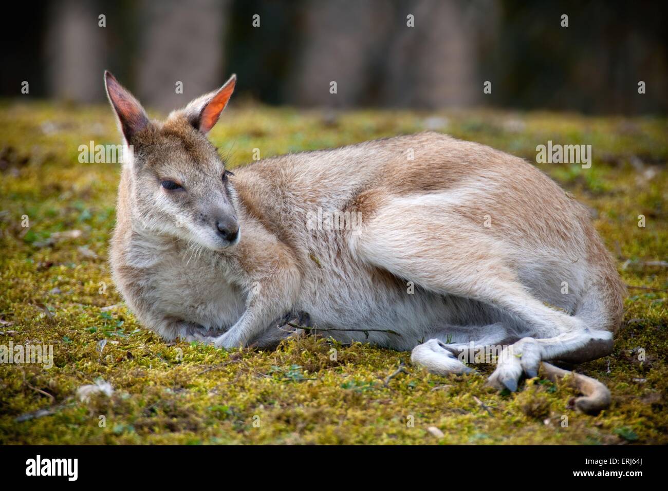 Kangaroo behaviour hi-res stock photography and images - Alamy