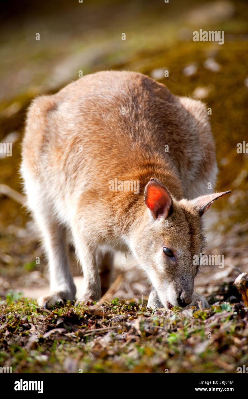 Kangaroo behaviour hi-res stock photography and images - Alamy