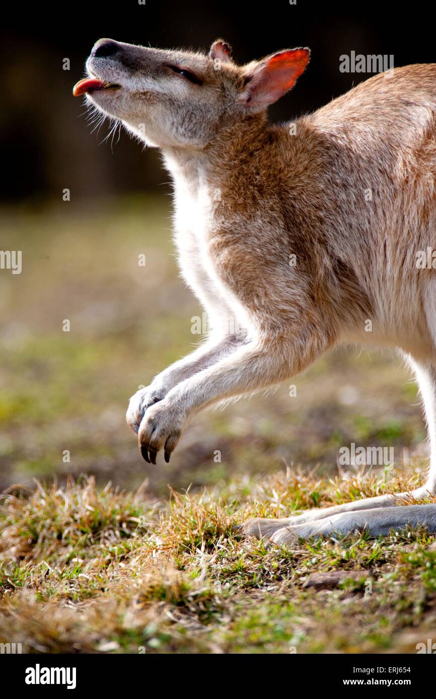 Kangaroo profile hi-res stock photography and images - Alamy