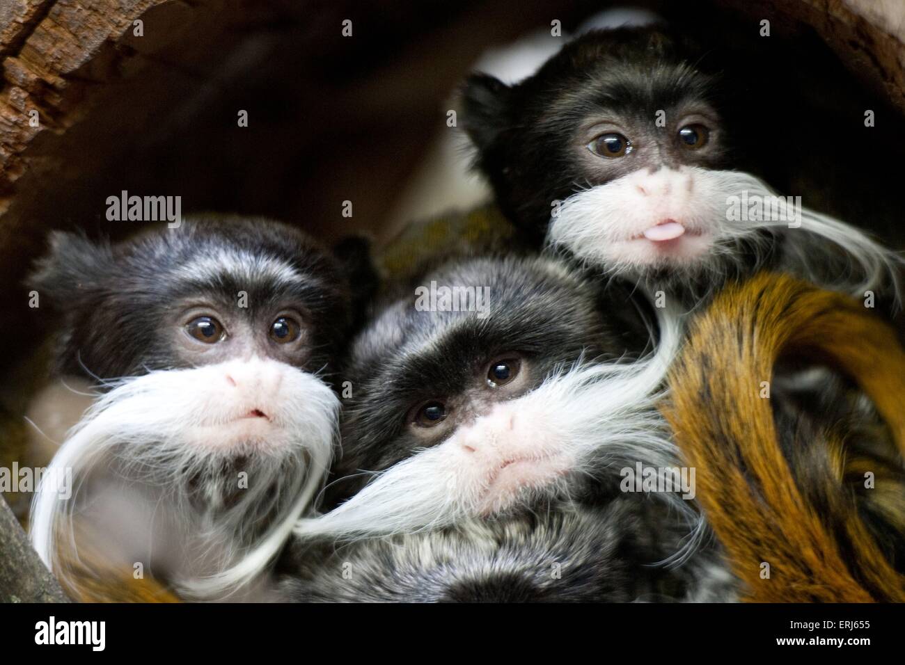 Emperor tamarins hi-res stock photography and images - Alamy