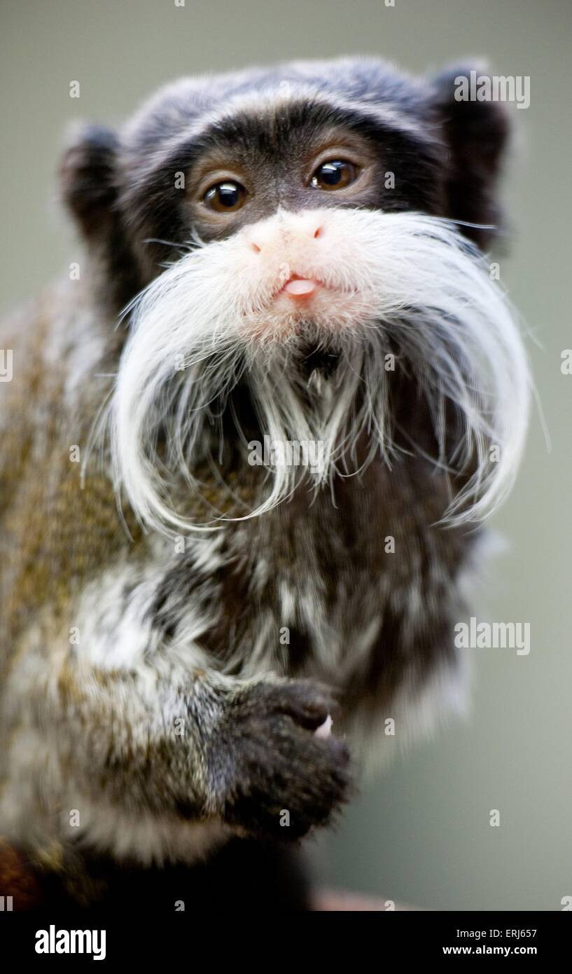 Emperor tamarin hi-res stock photography and images - Alamy