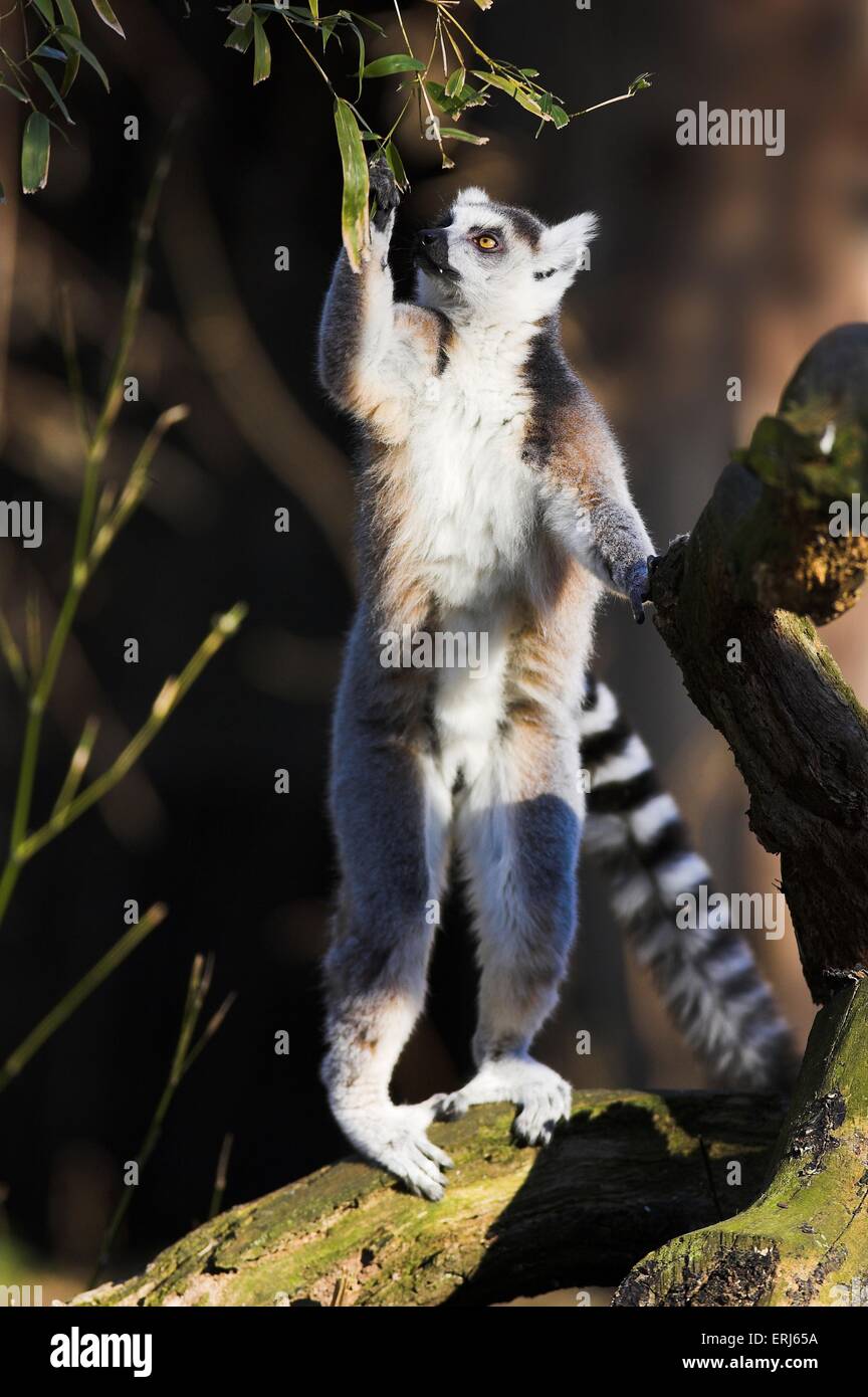 Ring tailed lemur lemur catta standing hi-res stock photography and ...
