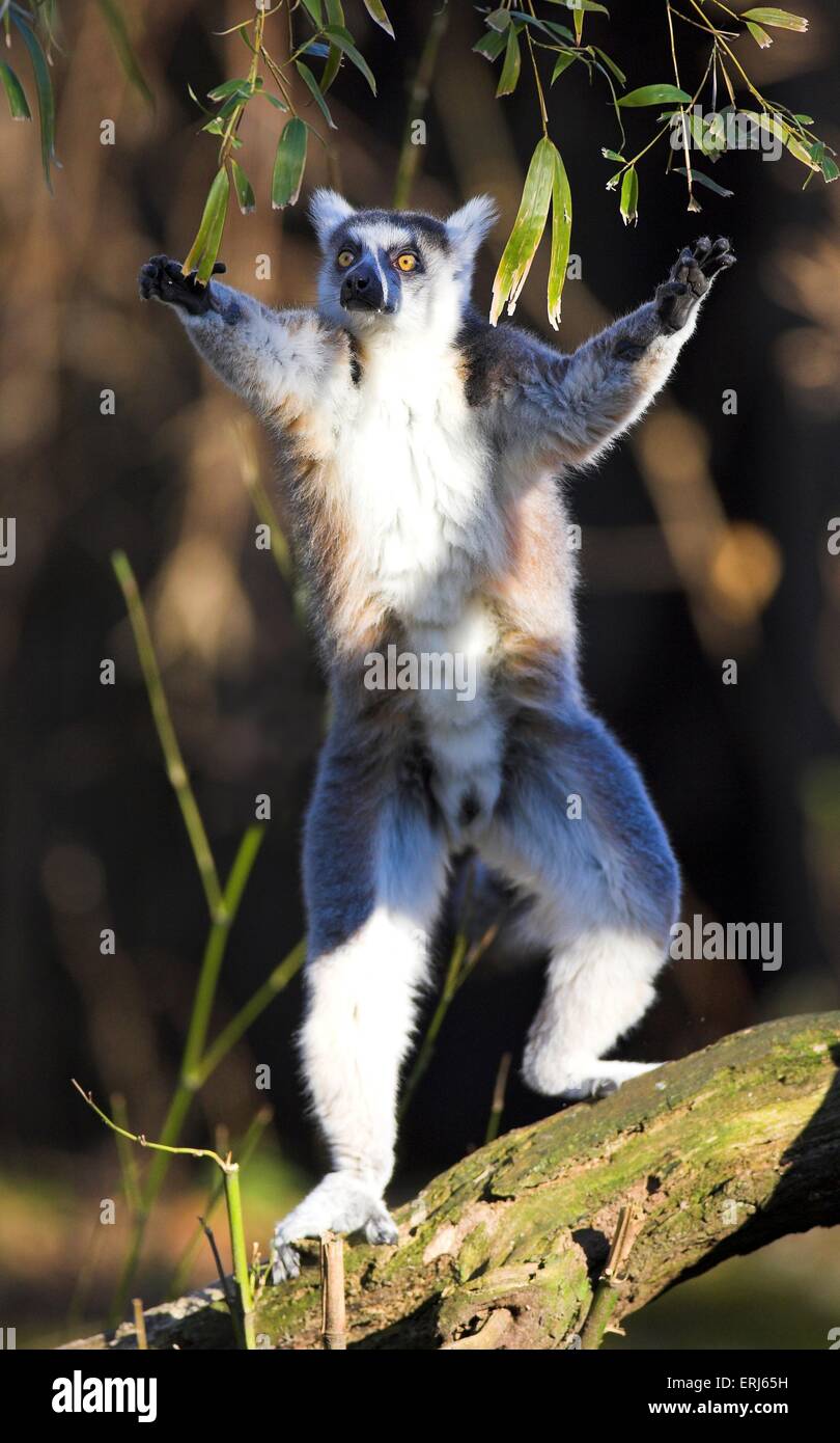 Lemur standing hi-res stock photography and images - Alamy