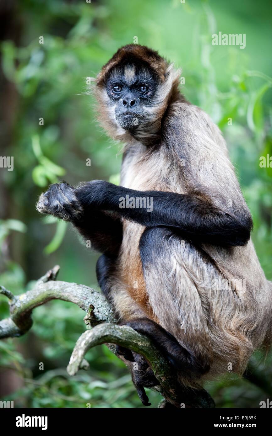Adult spider monkey hi-res stock photography and images - Alamy