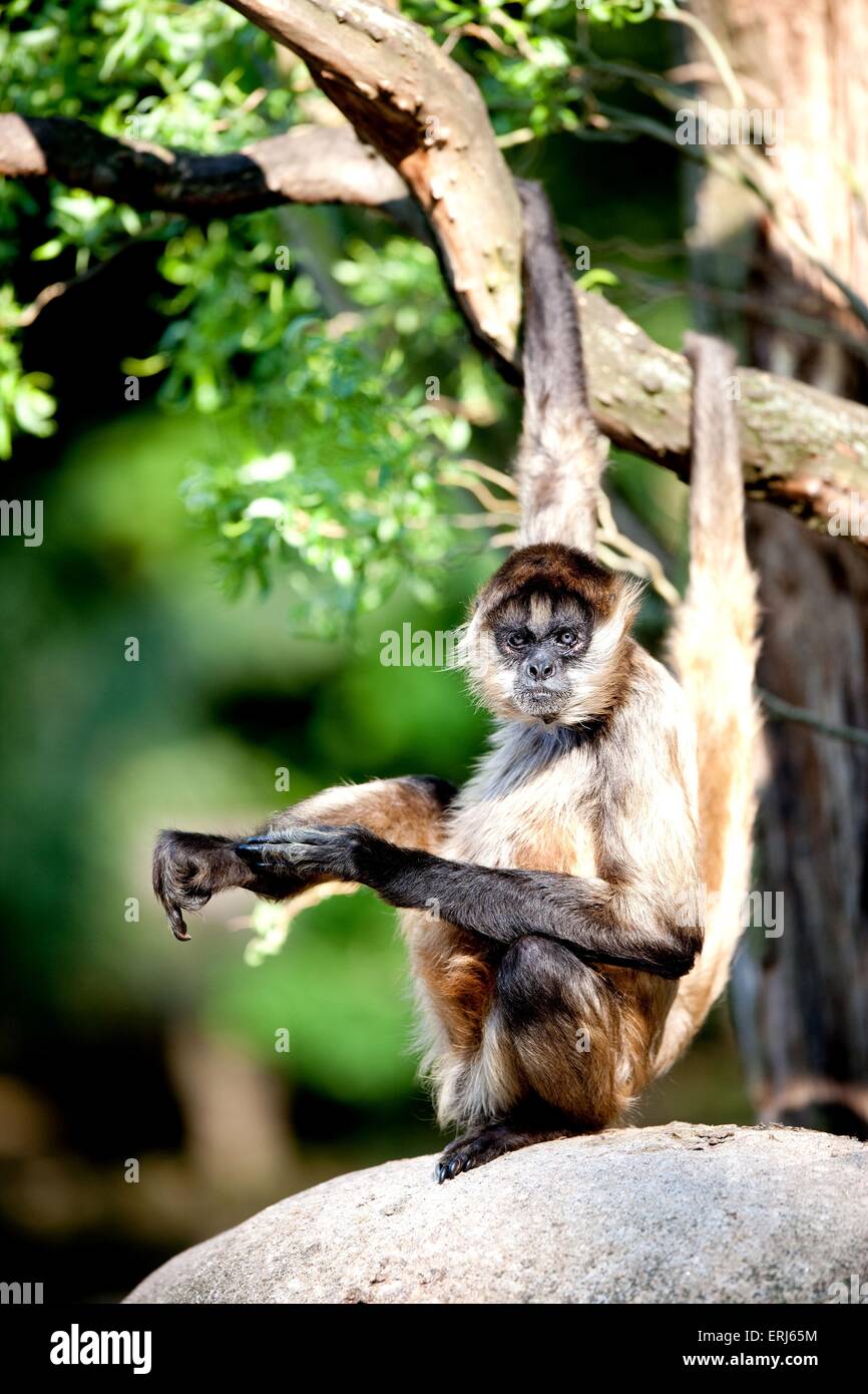 Adult spider monkey hi-res stock photography and images - Alamy