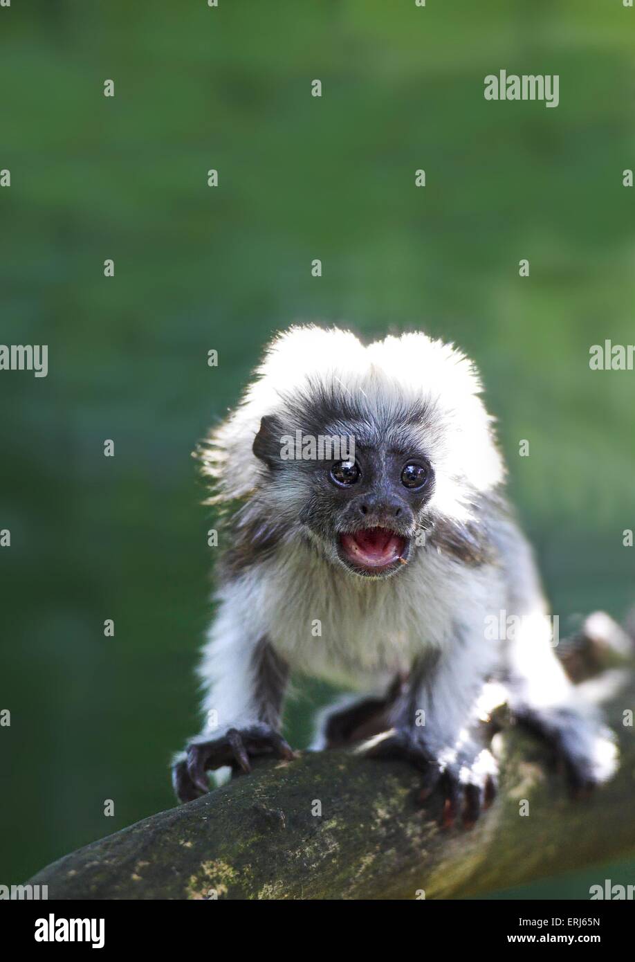 Cotton topped tamarins hi-res stock photography and images - Alamy