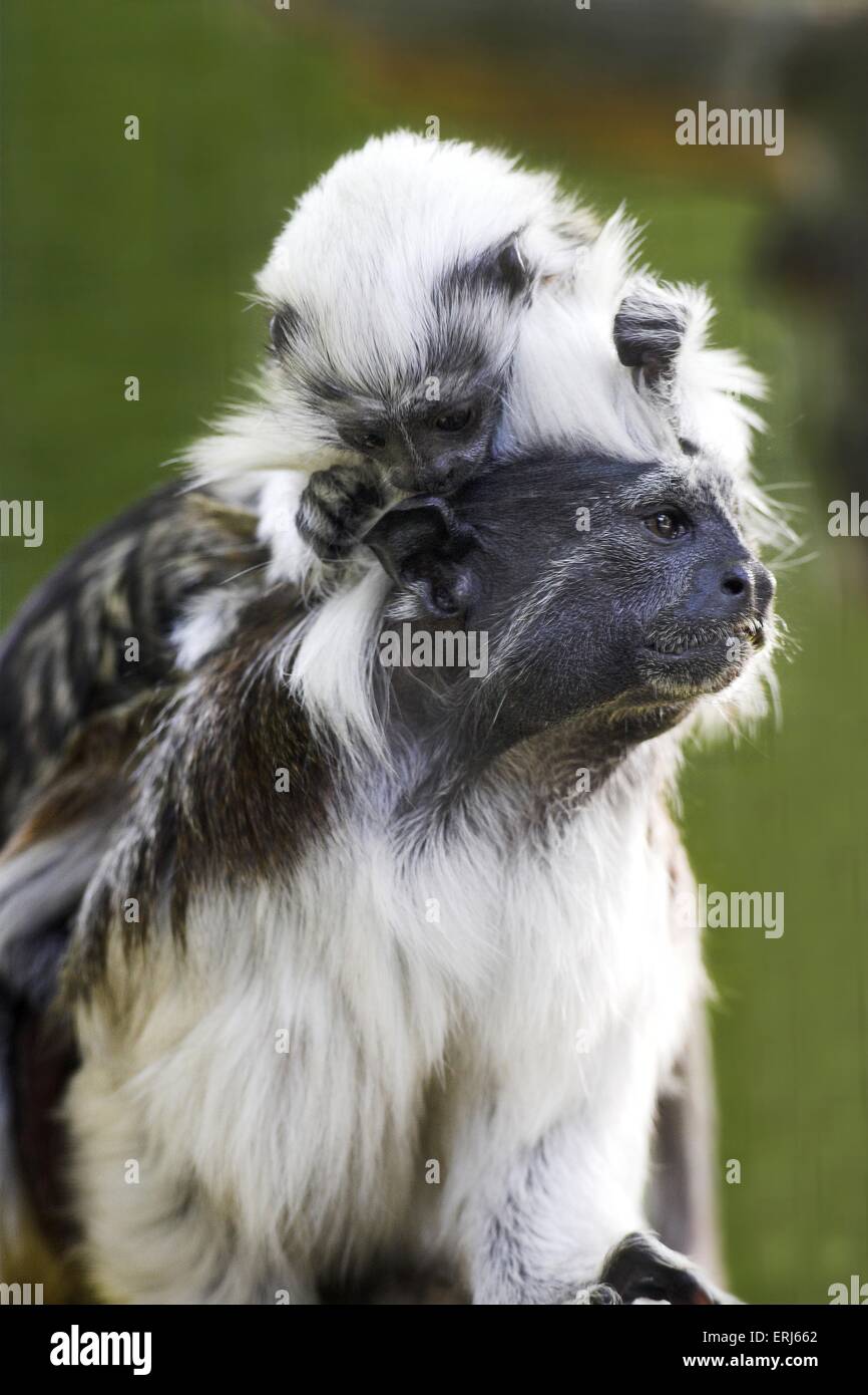 Tamarins Monkeys High Resolution Stock Photography and Images - Alamy