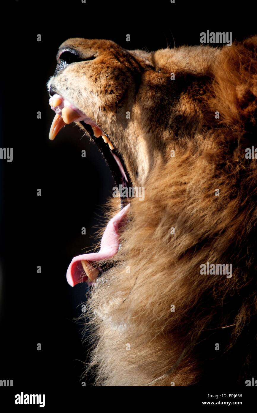 Lion Head Side Profile High Resolution Stock Photography and Images - Alamy