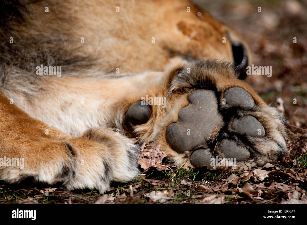 Lion paws hi-res stock photography and images - Alamy