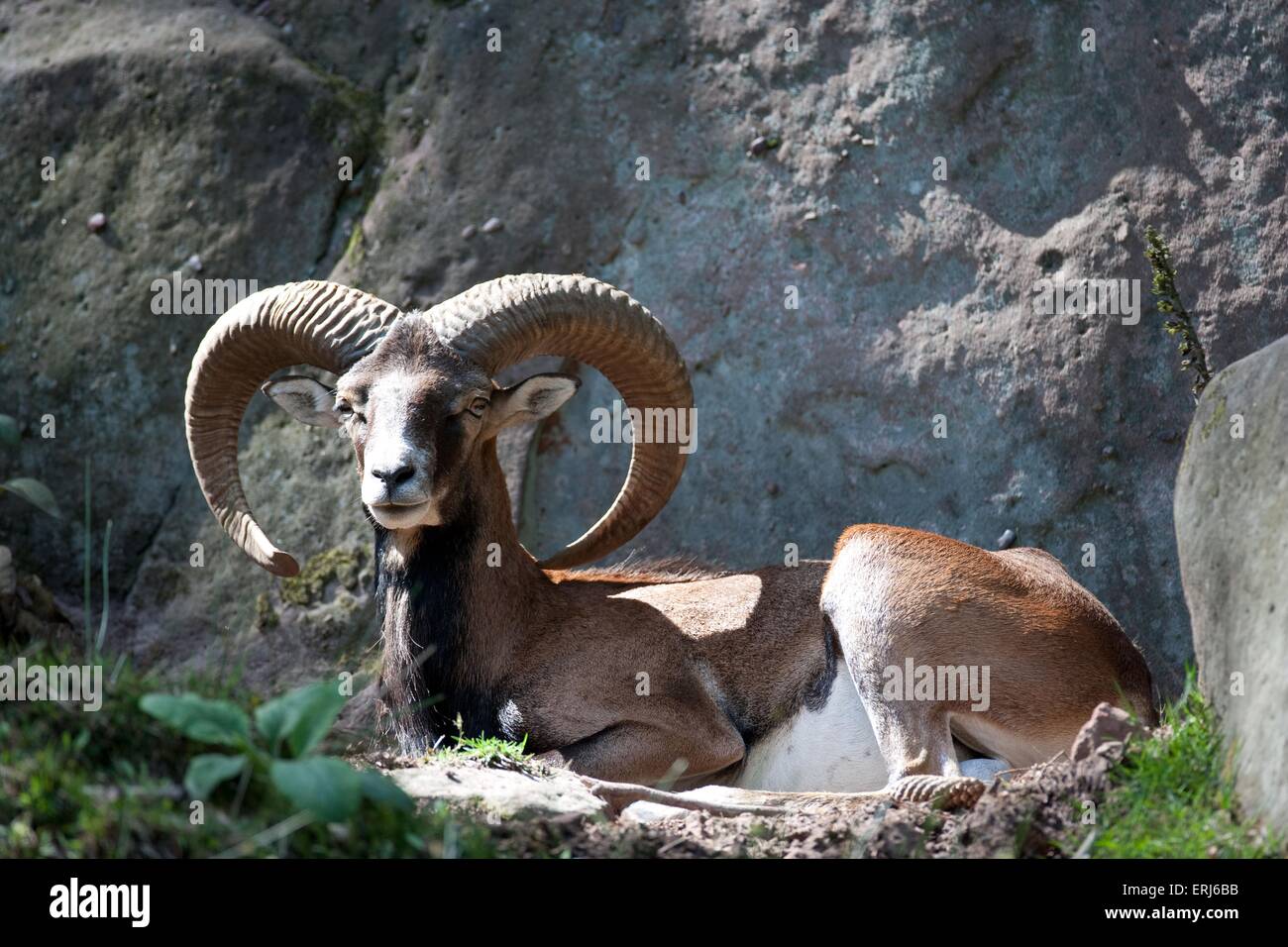 Moufflon hi-res stock photography and images - Alamy