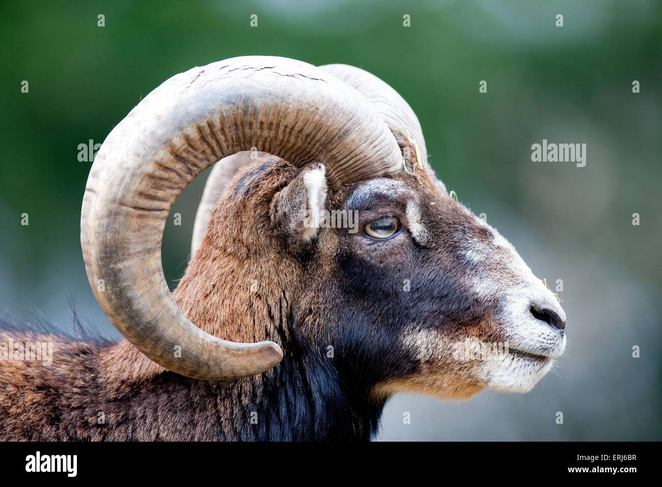 Moufflon hi-res stock photography and images - Alamy