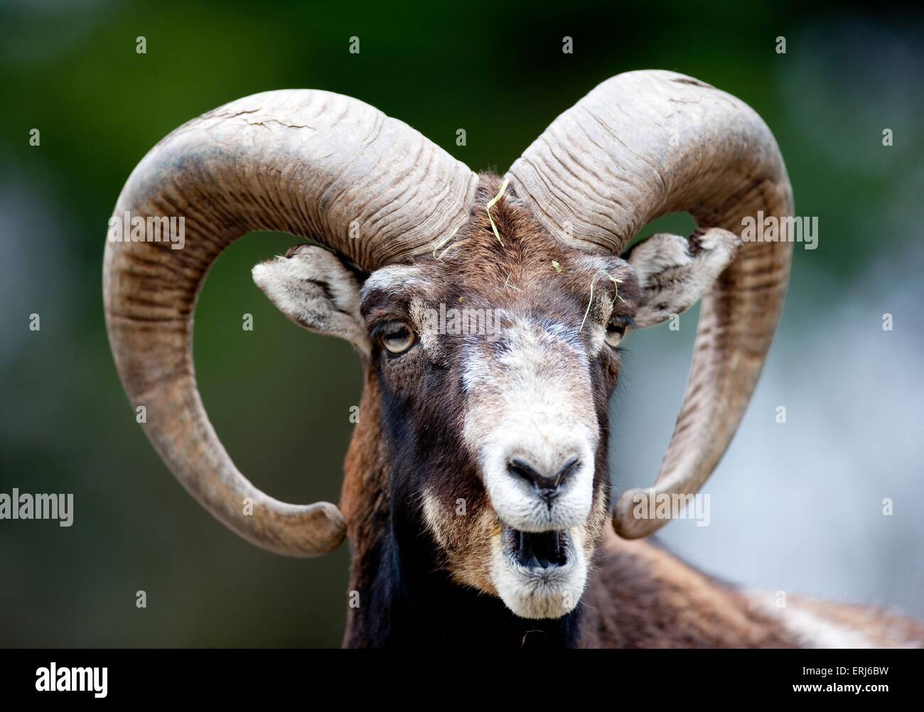 Moufflon hi-res stock photography and images - Alamy