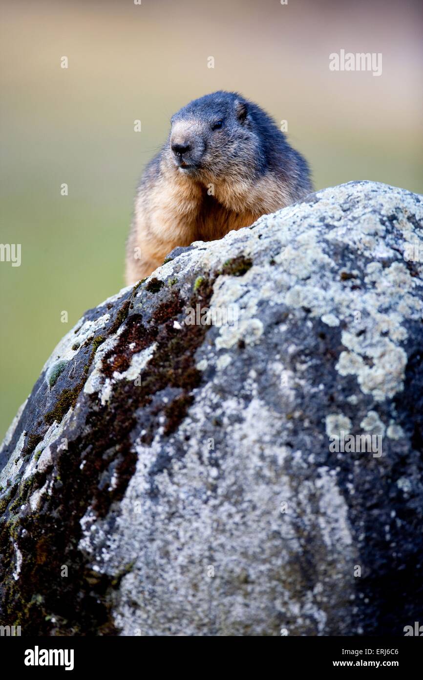 Marmot hi-res stock photography and images - Alamy