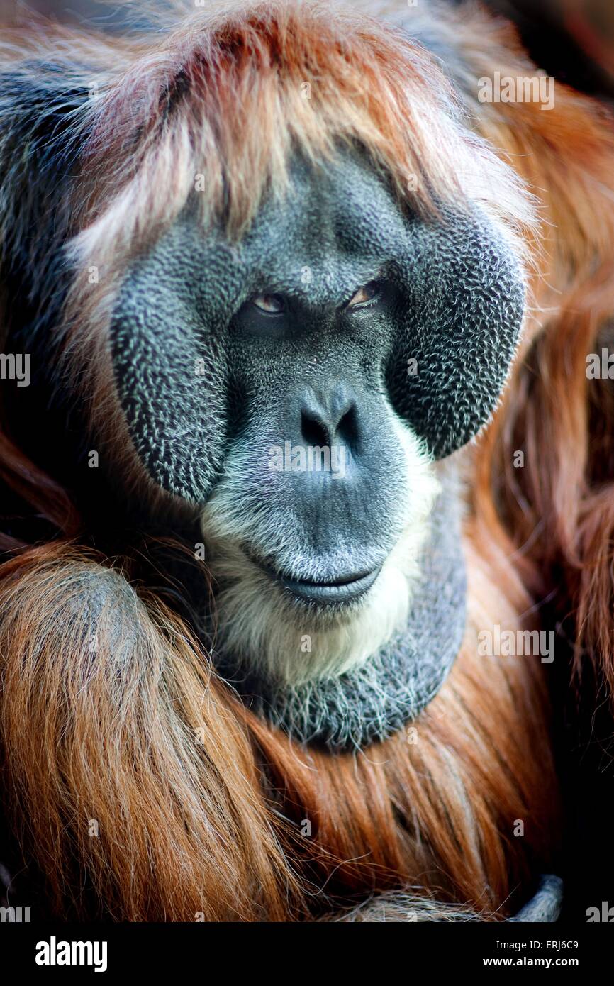 Orang Outang High Resolution Stock Photography and Images - Alamy