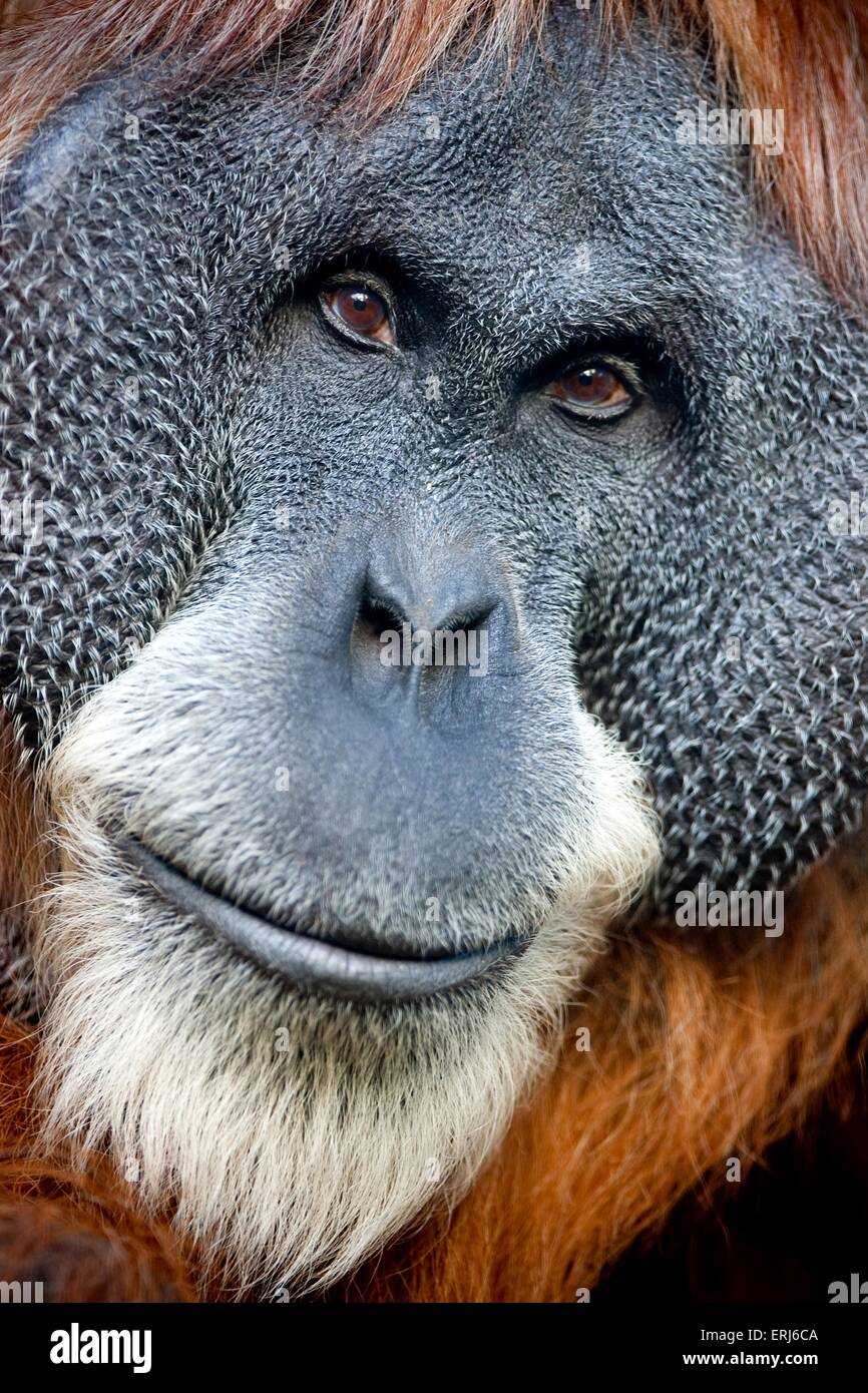 Outang hi-res stock photography and images - Alamy