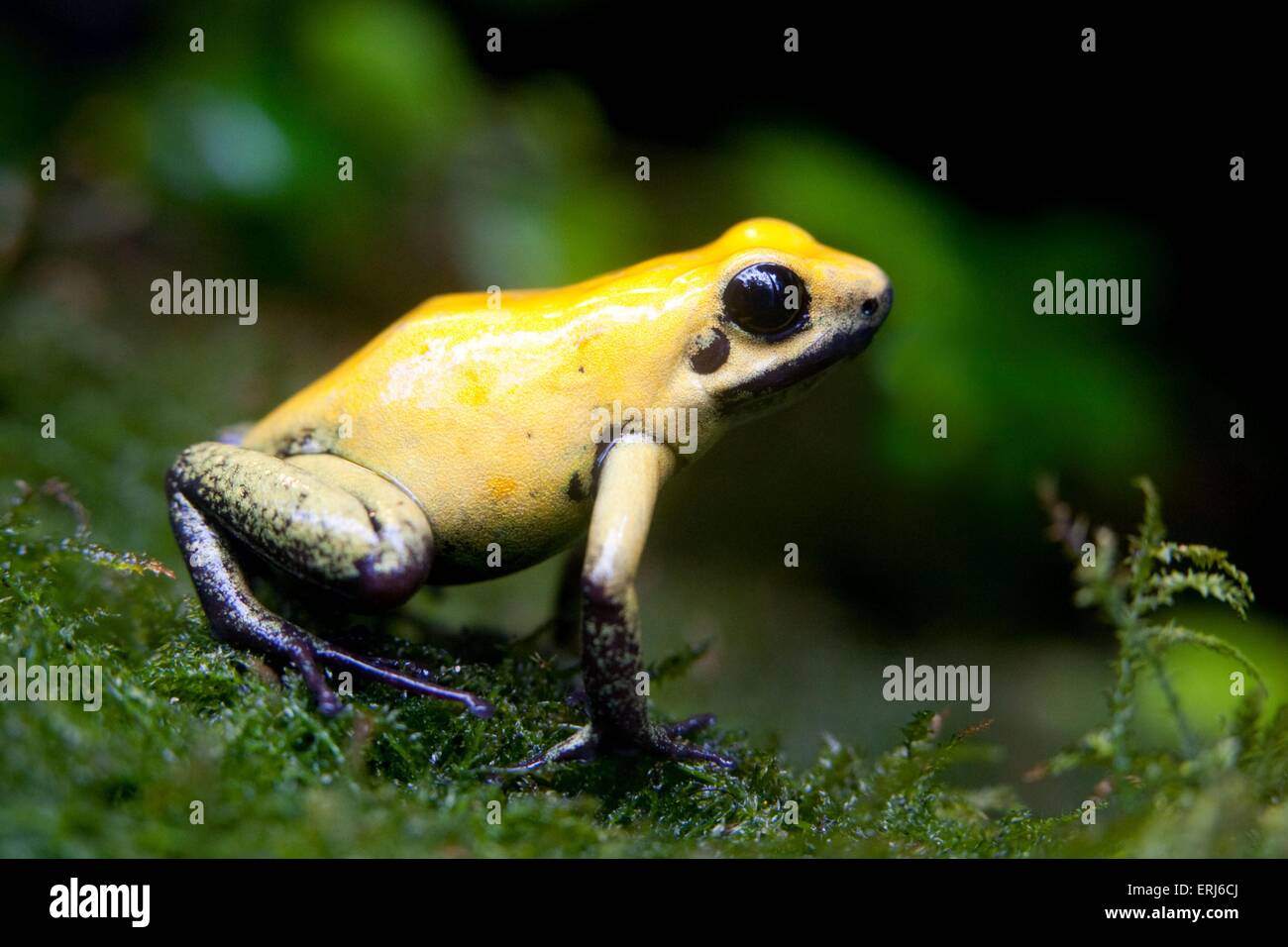 Profile of a frog hi-res stock photography and images - Alamy