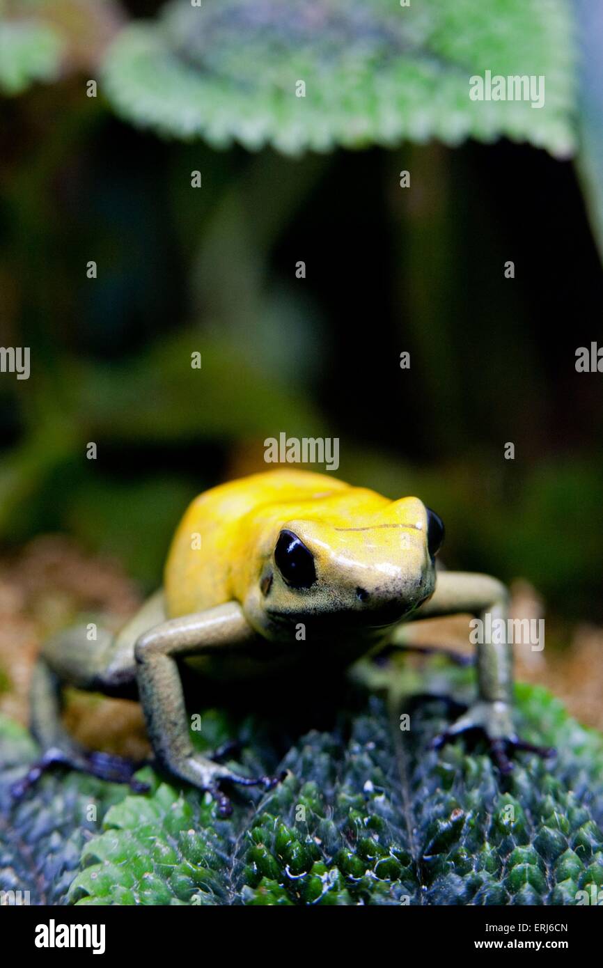 Adult amphibia amphibian amphibious animal hi-res stock photography and ...