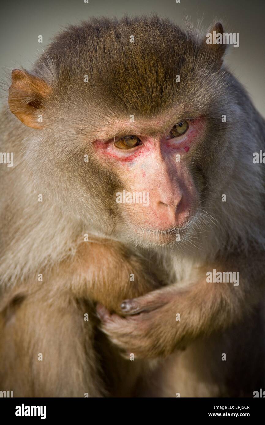 Bandars hi-res stock photography and images - Alamy