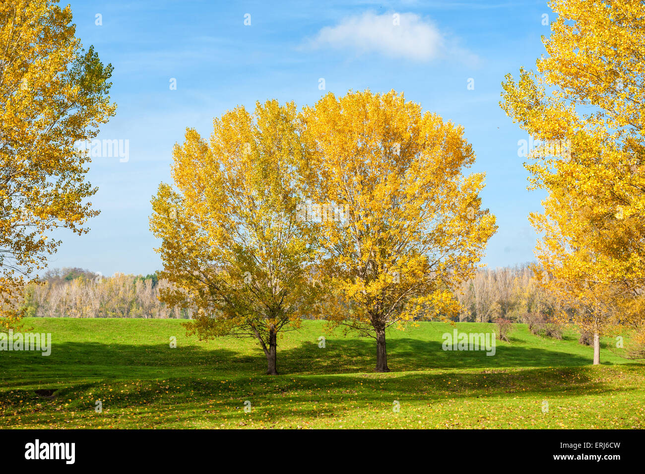 bright yellow trees in autumn forest Stock Photo - Alamy