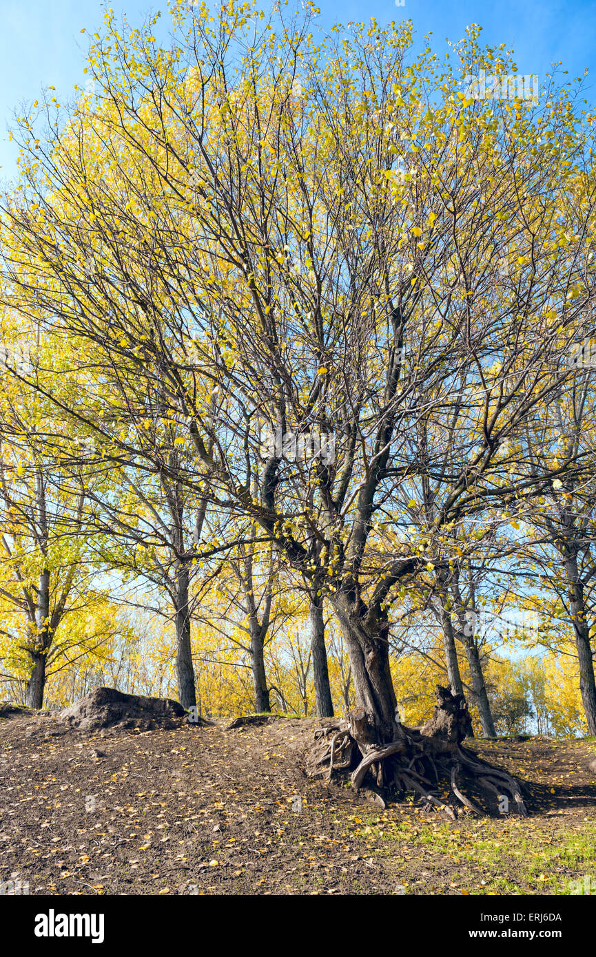 autumn tree with open root Stock Photo - Alamy