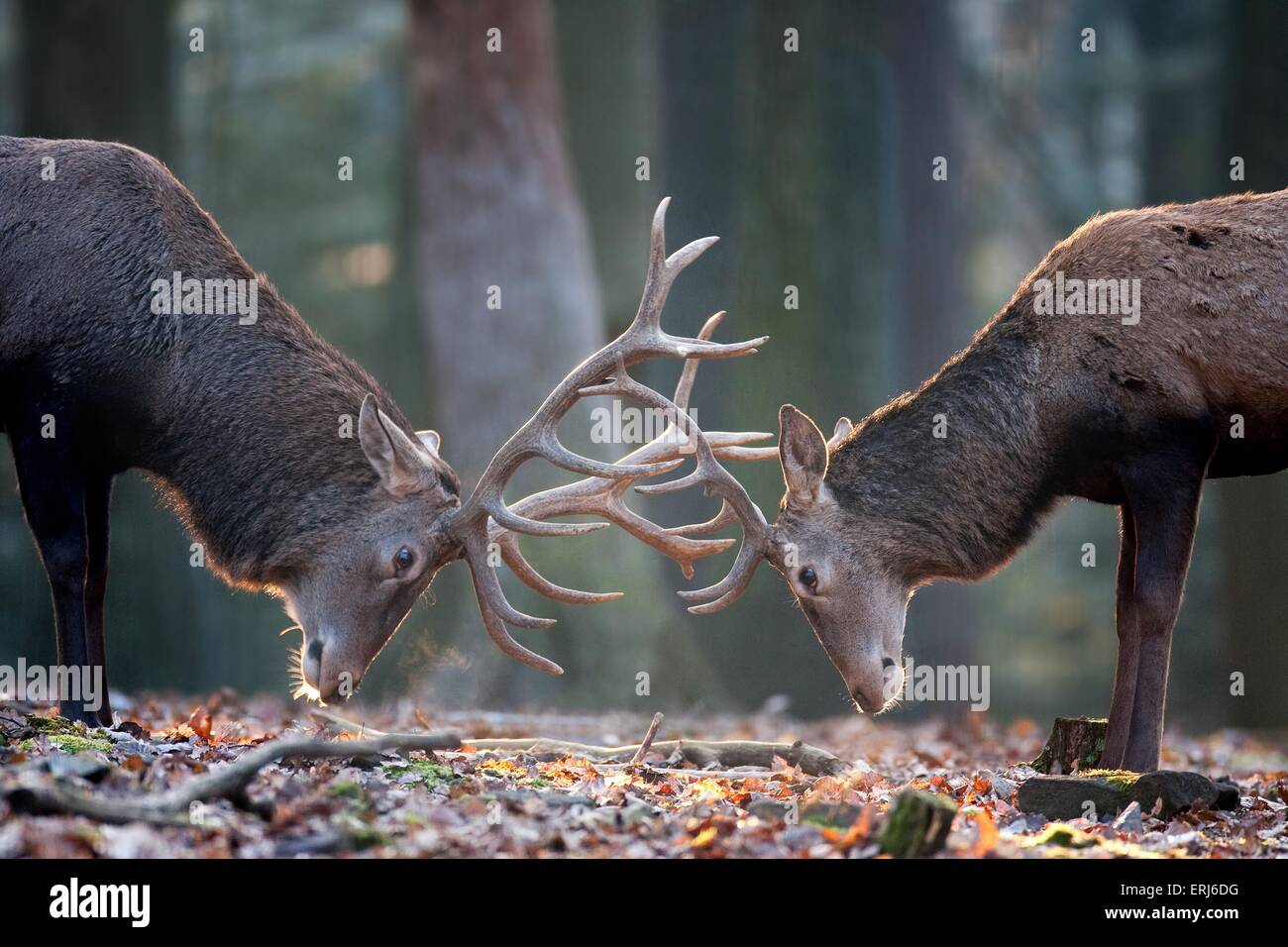 Deer fighting hi-res stock photography and images - Alamy