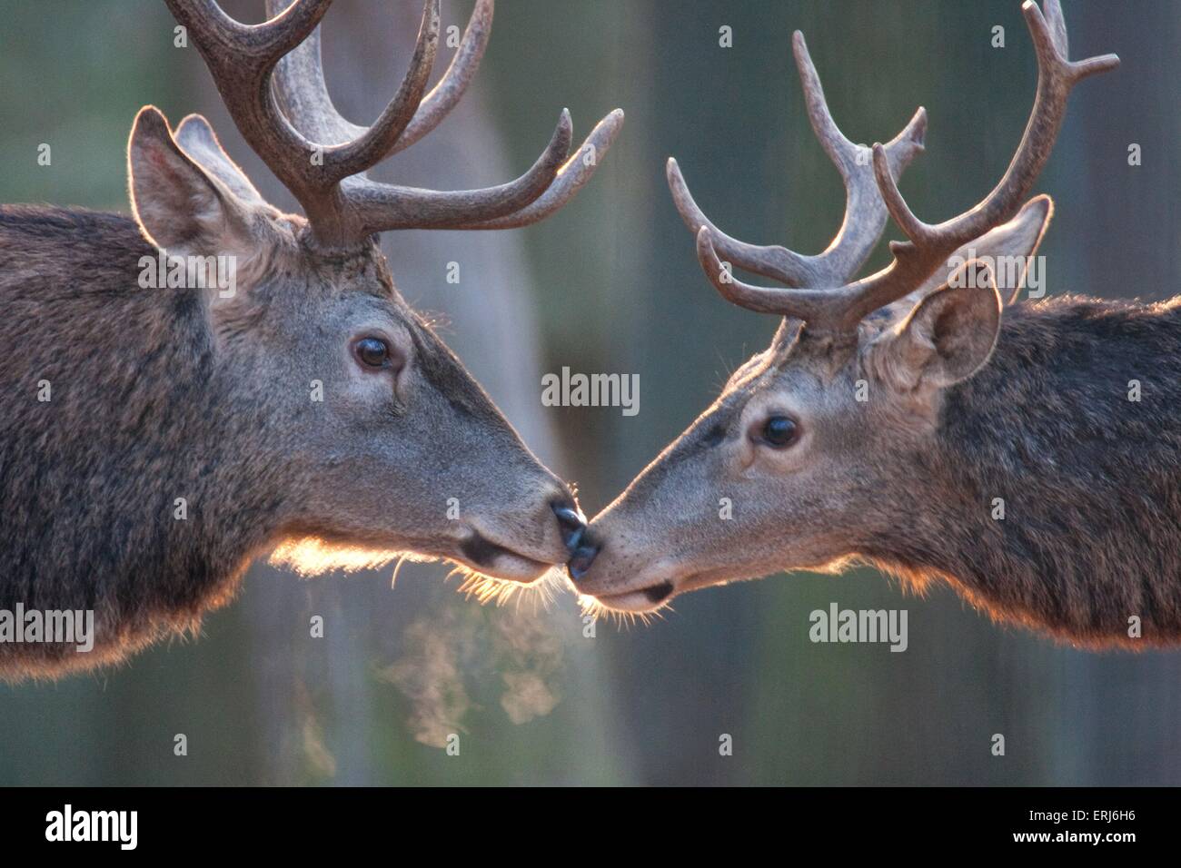 Deer with antlers hi-res stock photography and images - Alamy