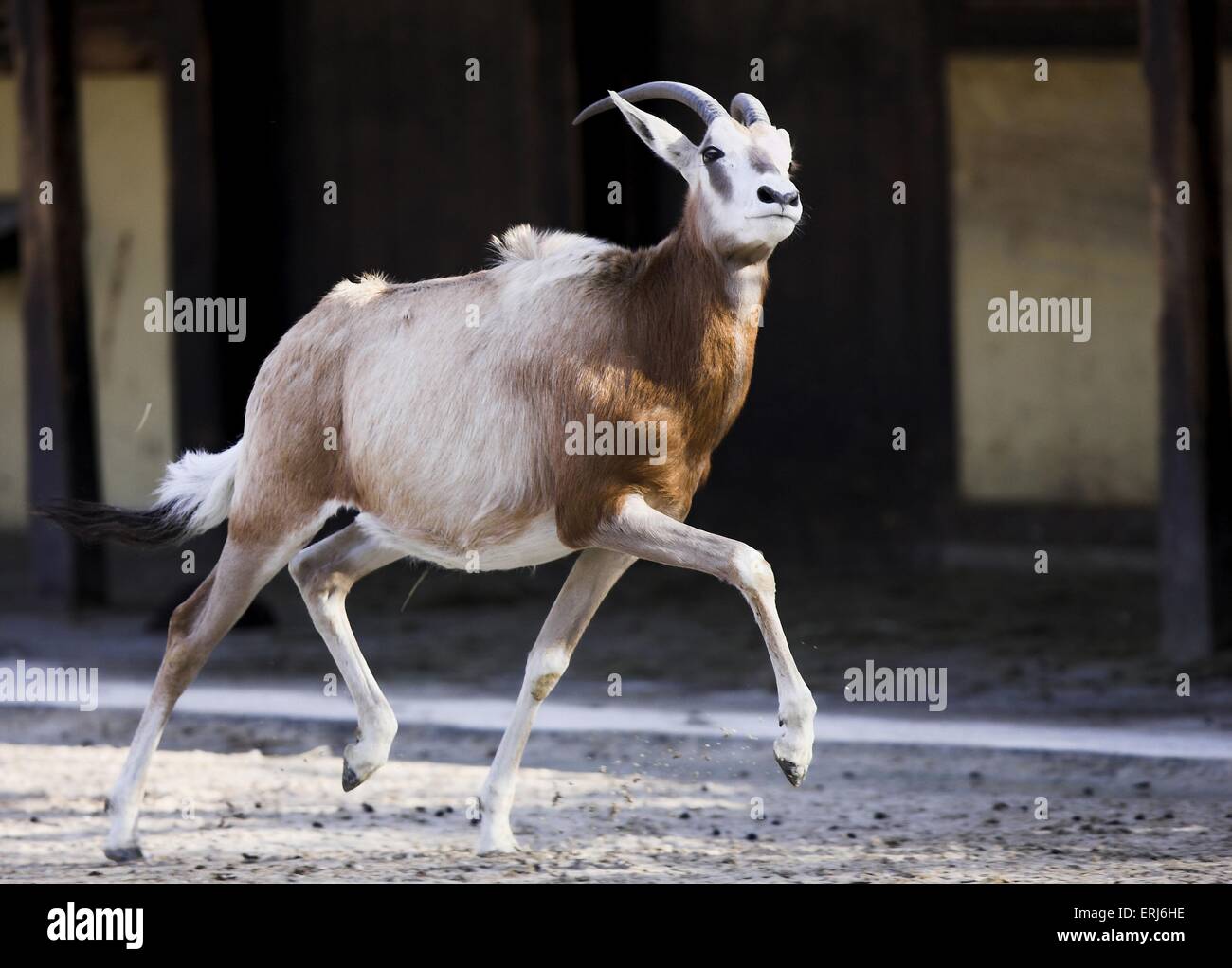 Walking oryx hi-res stock photography and images - Alamy