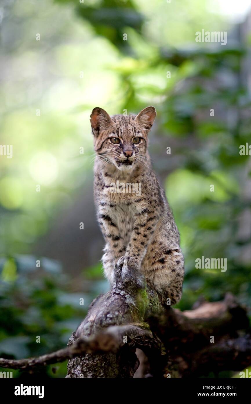 Geoffrey's cat hi-res stock photography and images - Alamy