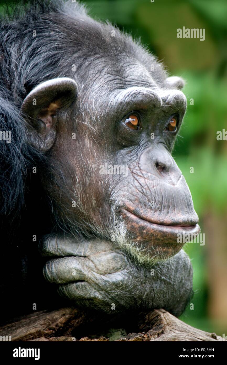Chimpanzee portraits hi-res stock photography and images - Alamy