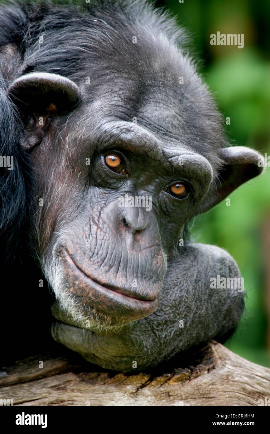 Chimpanzee portraits hi-res stock photography and images - Alamy