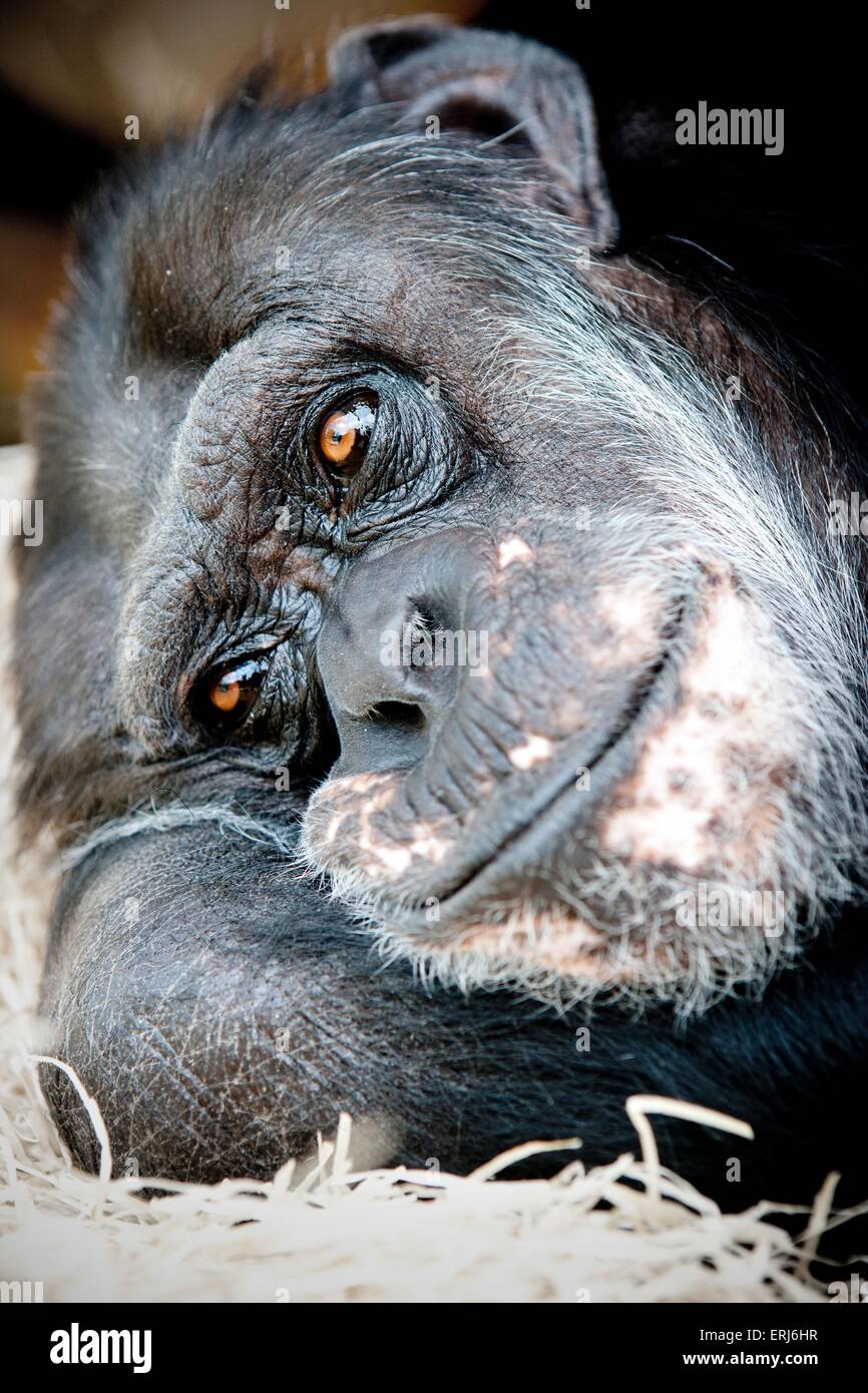 Chimpanzee portraits hi-res stock photography and images - Alamy