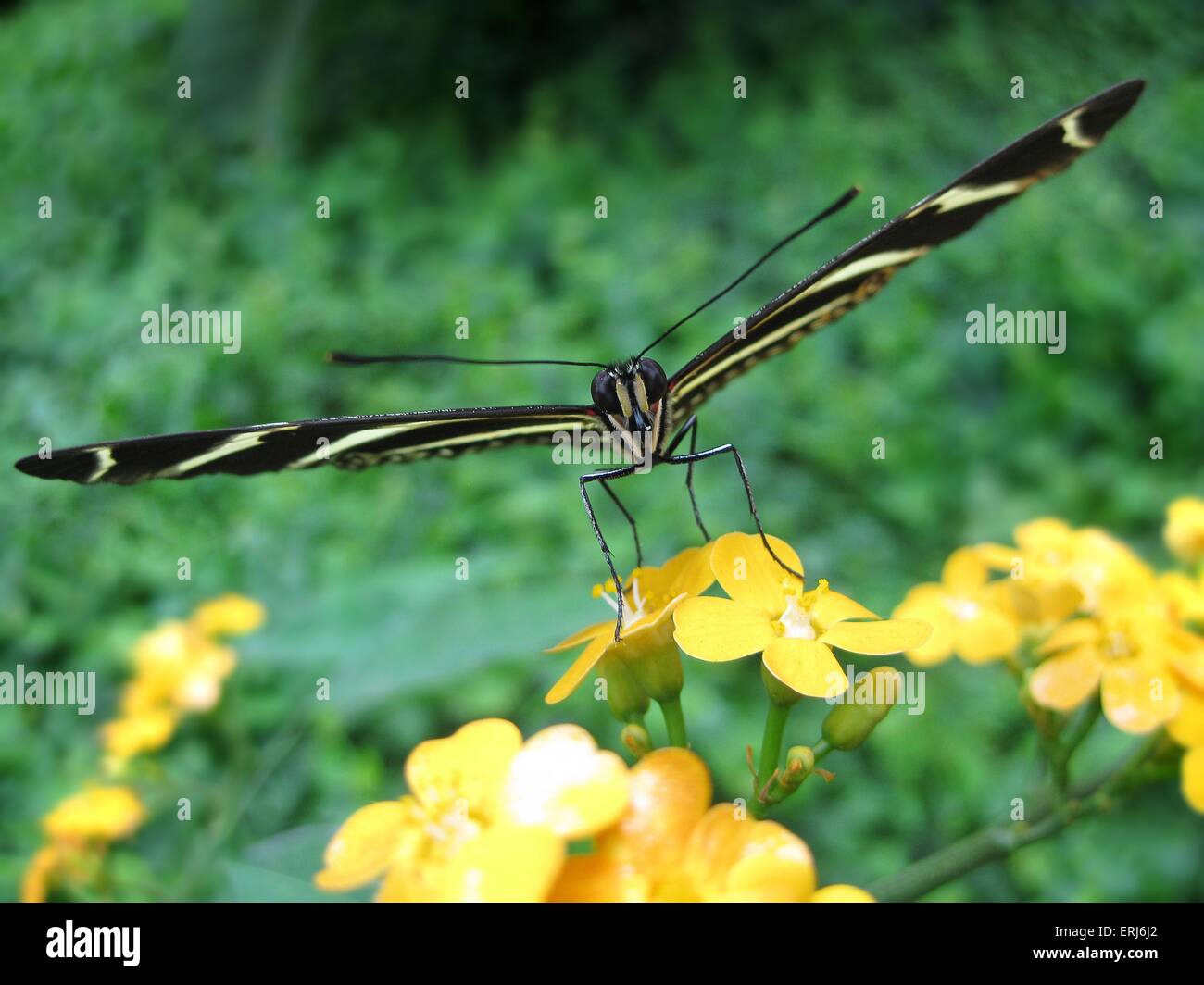 Butterfly lepidoptera neoptera pterygota insecta hexapoda arthropoda hi ...