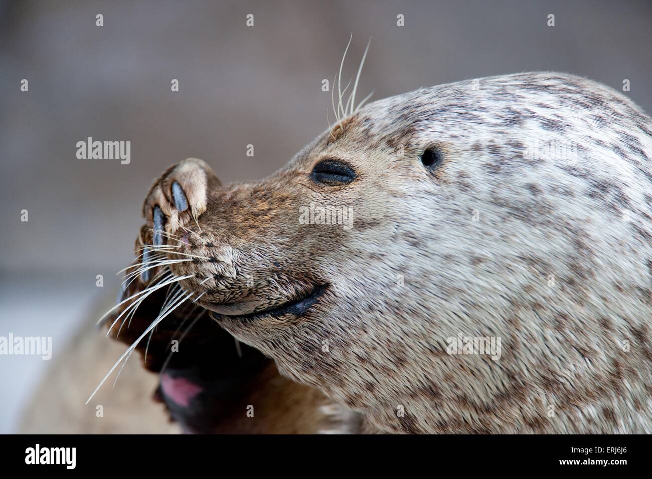 Seal heads hi-res stock photography and images - Alamy
