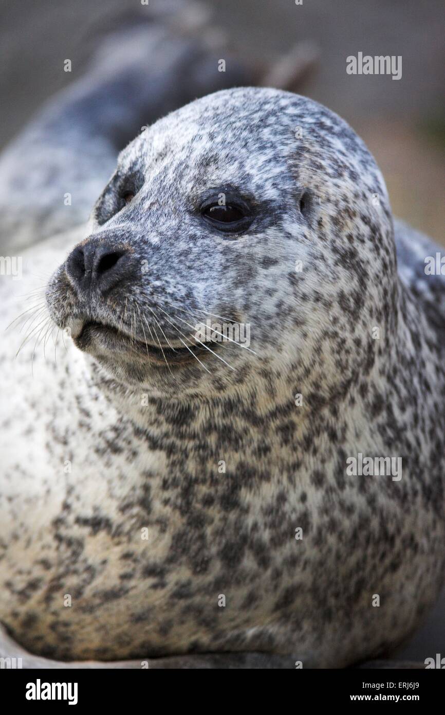 Seal heads hi-res stock photography and images - Alamy