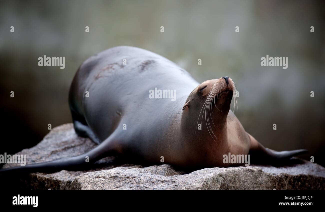 Single sea lion hi-res stock photography and images - Alamy