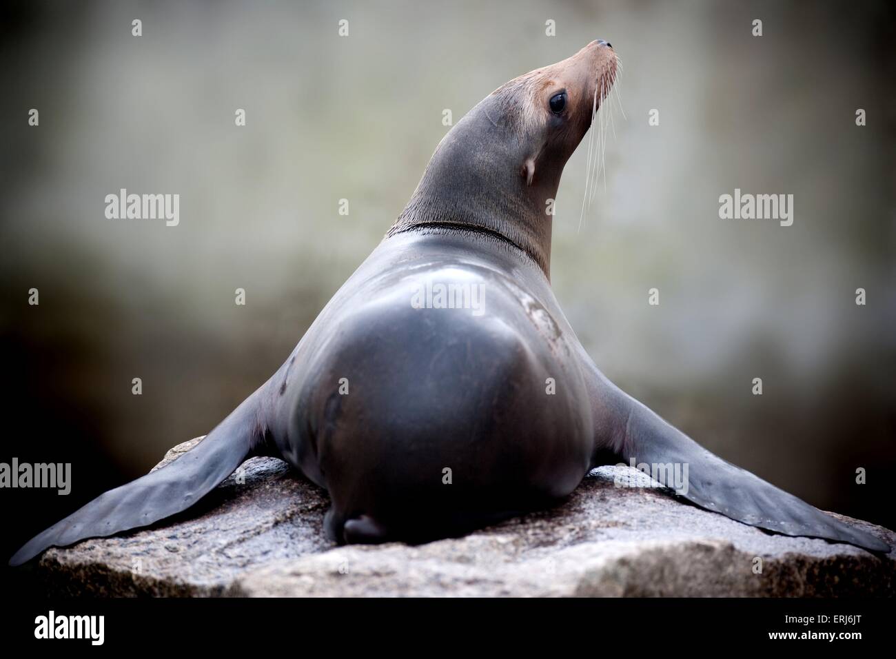 Seal backside hi-res stock photography and images - Alamy