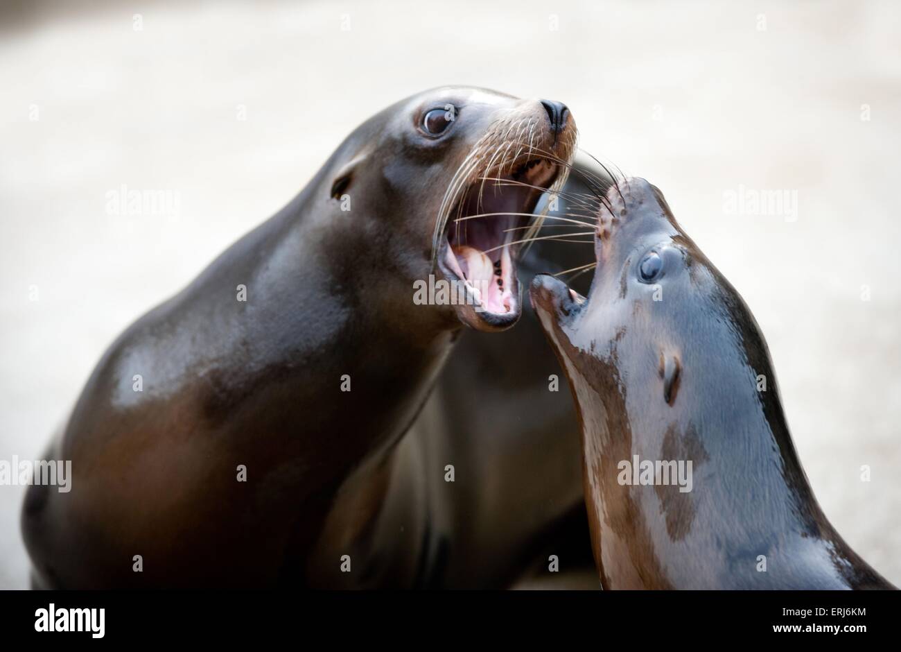 Sea lion motion hi-res stock photography and images - Alamy