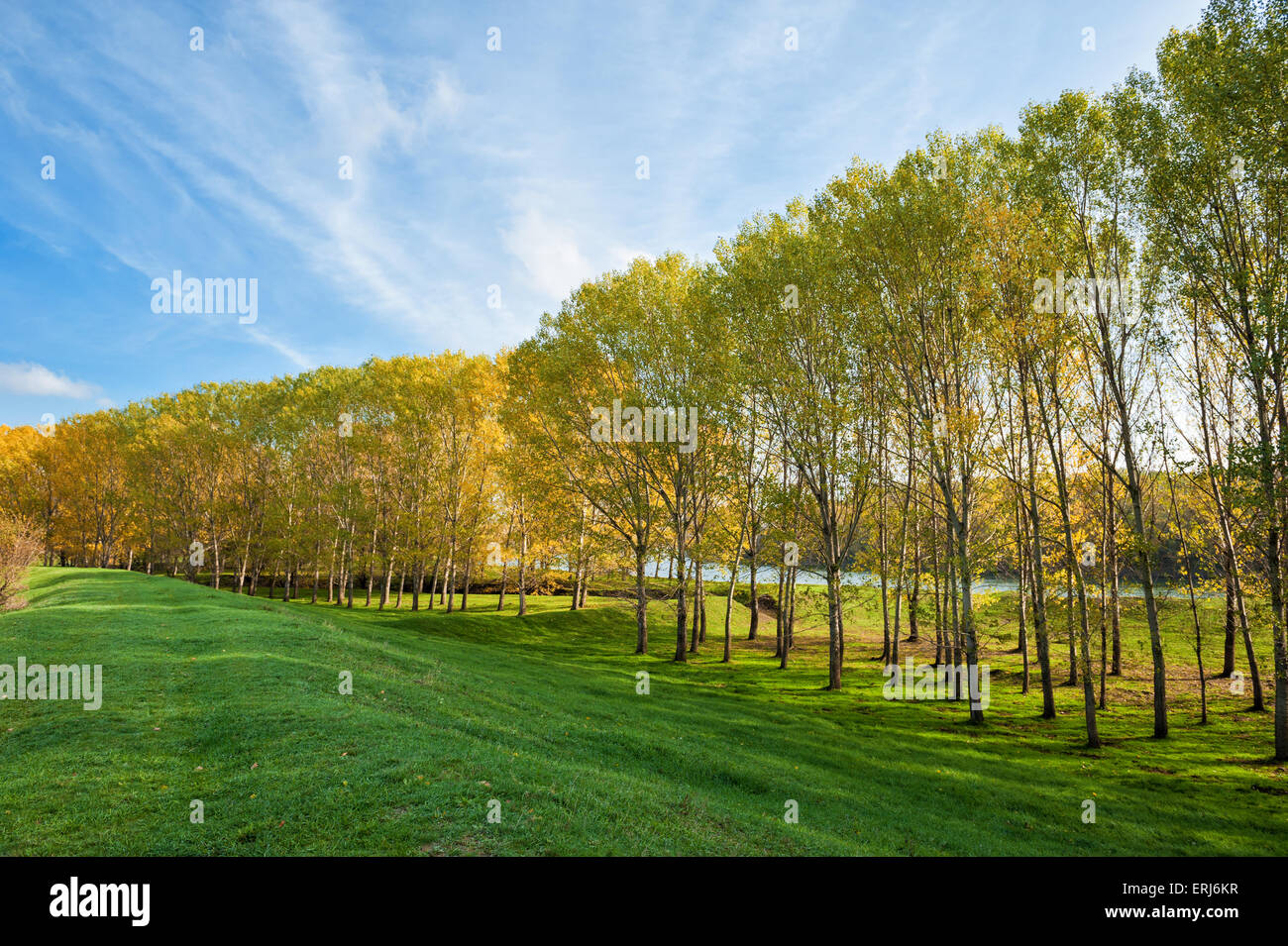 beautiful landscape with trees and grass Stock Photo - Alamy