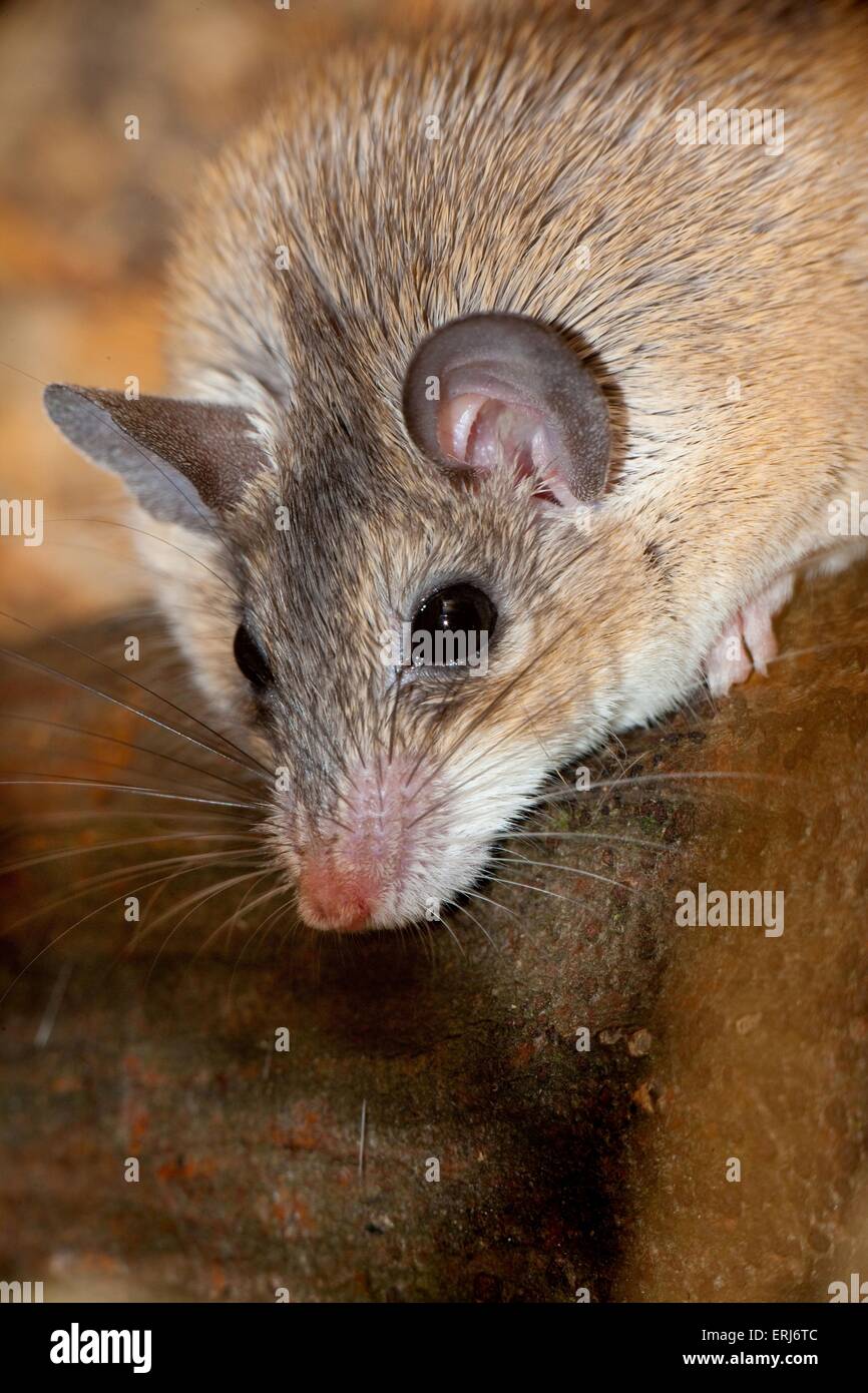 Spiny mouse hi-res stock photography and images - Alamy