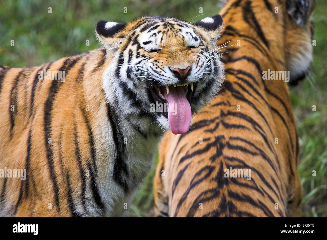Side view siberian tiger yawning hi-res stock photography and images ...