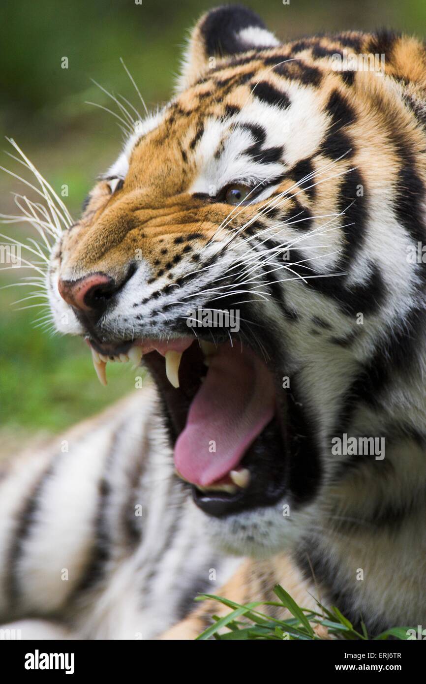 Side view siberian tiger yawning hi-res stock photography and images ...