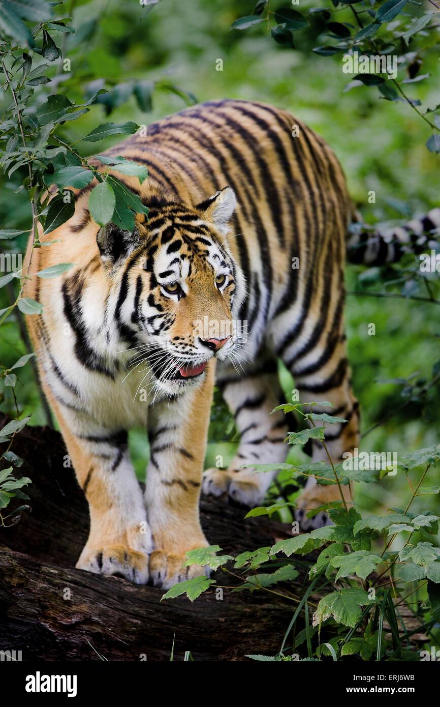 Amur forest cat hi-res stock photography and images - Alamy