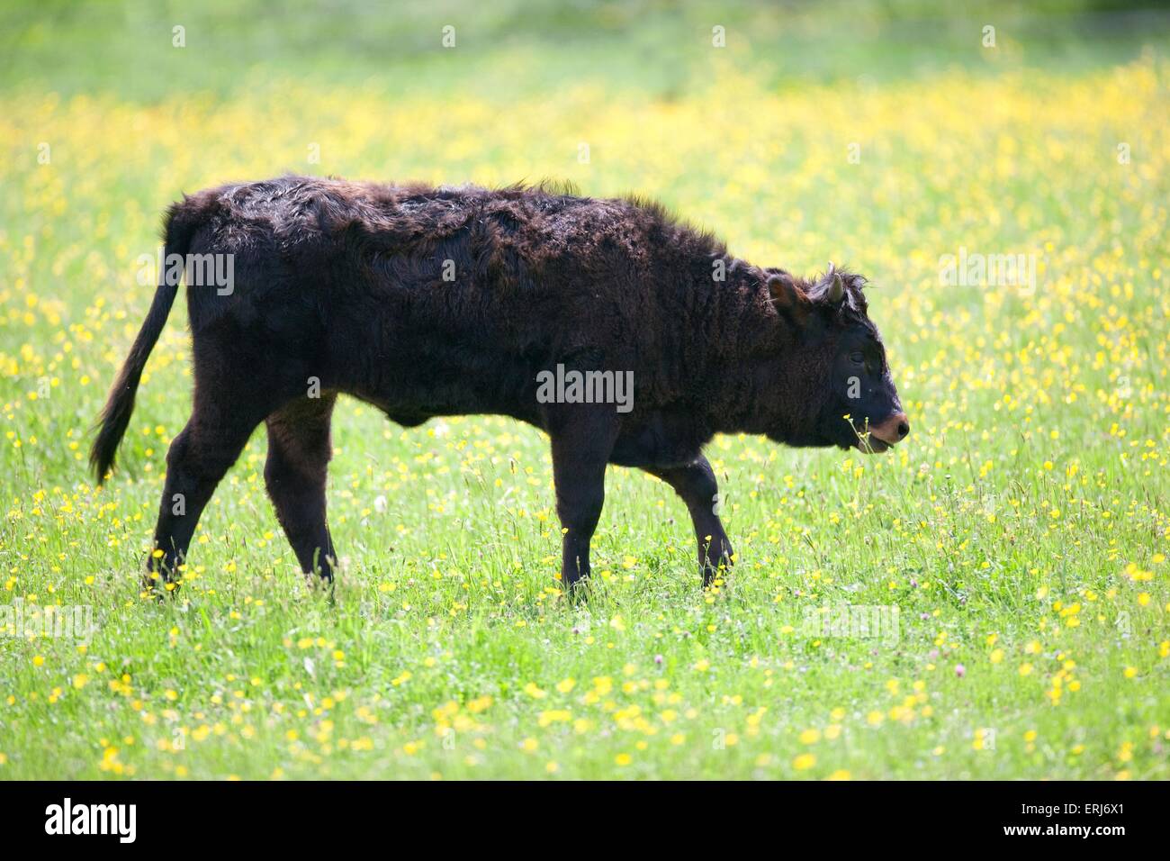 Domestic cow side view walking hi-res stock photography and images - Alamy