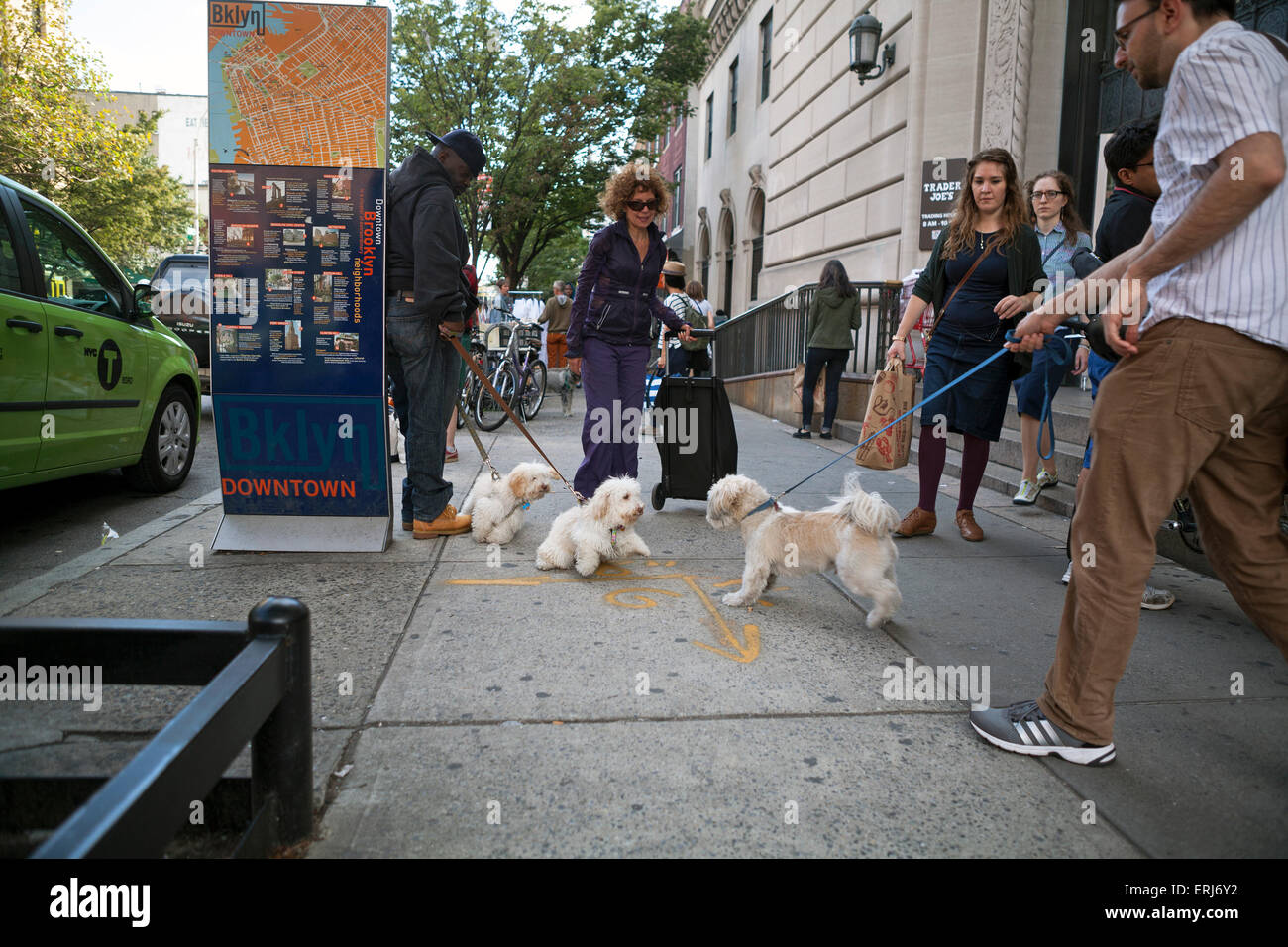 Three dogs meet each other on a sidewalk in Brooklyn, New York Stock ...